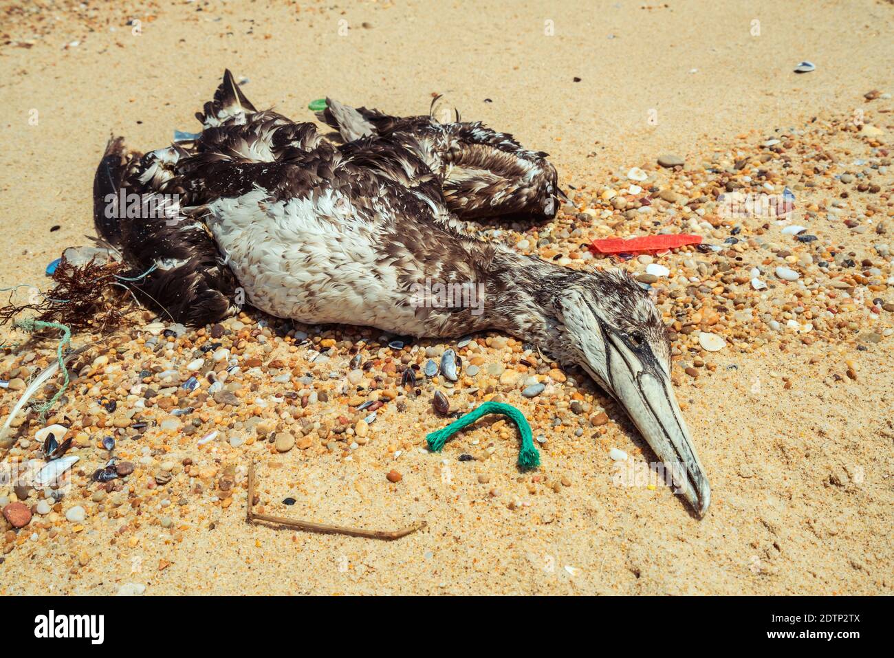Seagull dead on the beach hi-res stock photography and images - Alamy