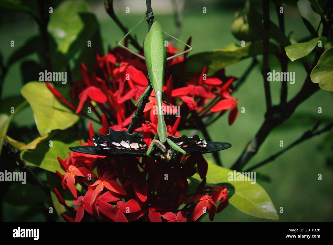 Praying Mantis Butterfly High Resolution Stock Photography and Images ...