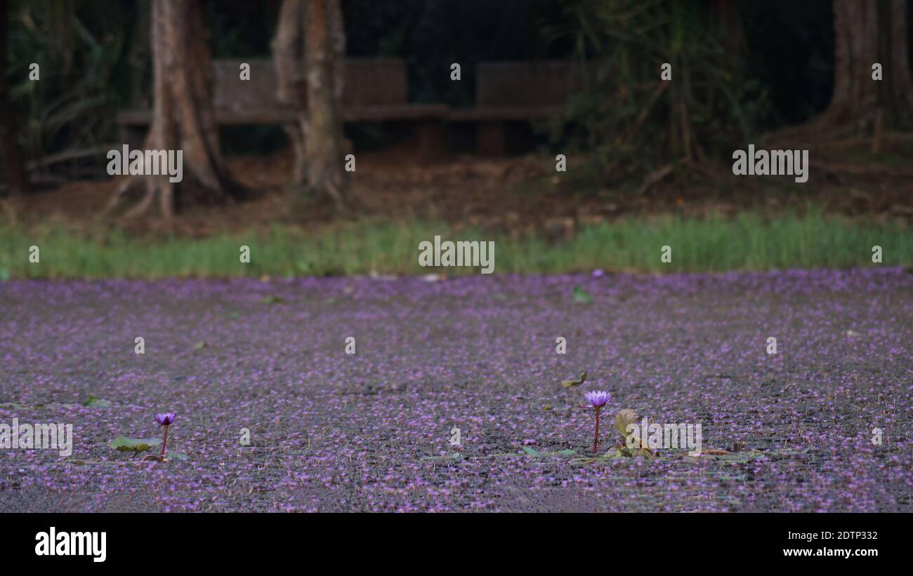 Blue flower in the pookode lake, wayanad, Kerala, India. It is the ...