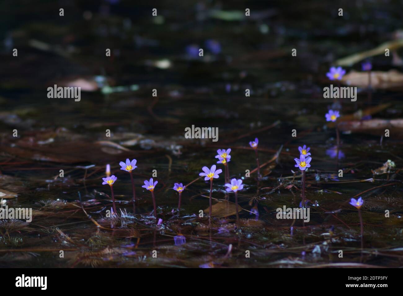 Blue flower in the pookode lake, wayanad, Kerala, India. It is the ...