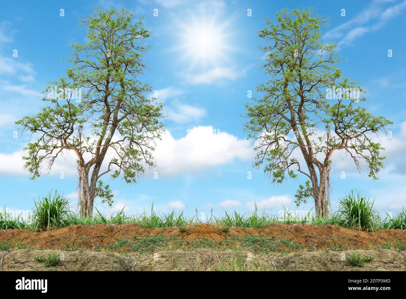 Green nature tree with colorful sun and sky background Stock Photo - Alamy