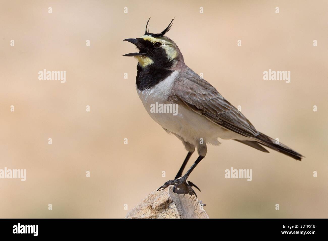 Strandleeuwerik zingend; Horned Lark singing Stock Photo - Alamy