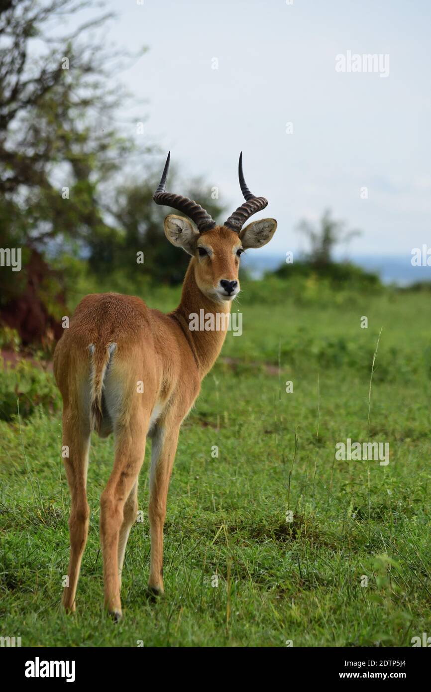 African antelope with curved horns hi-res stock photography and images ...