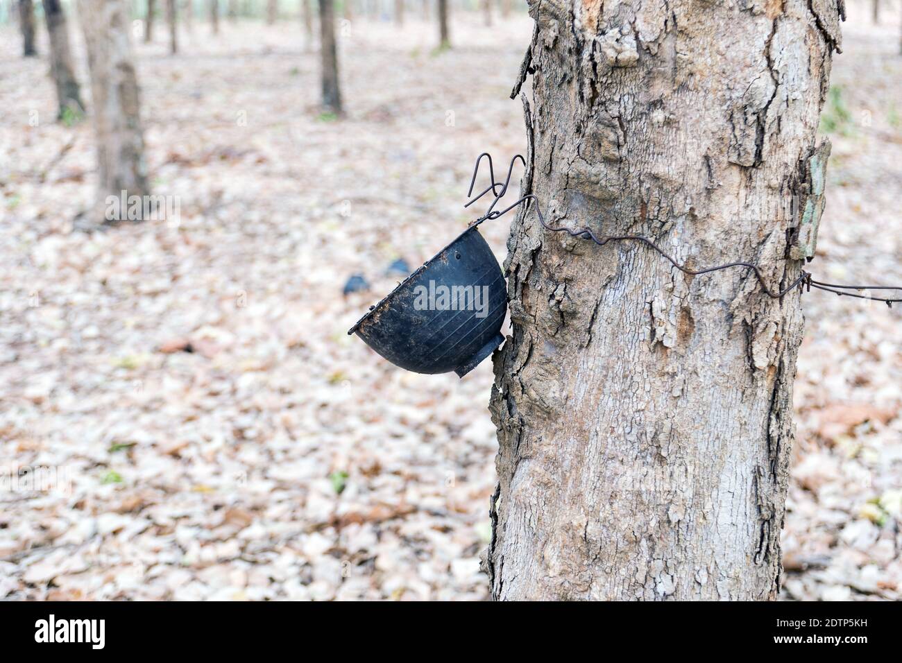 Plastic cups hanging on the tree for water supply of rubber trees Stock ...