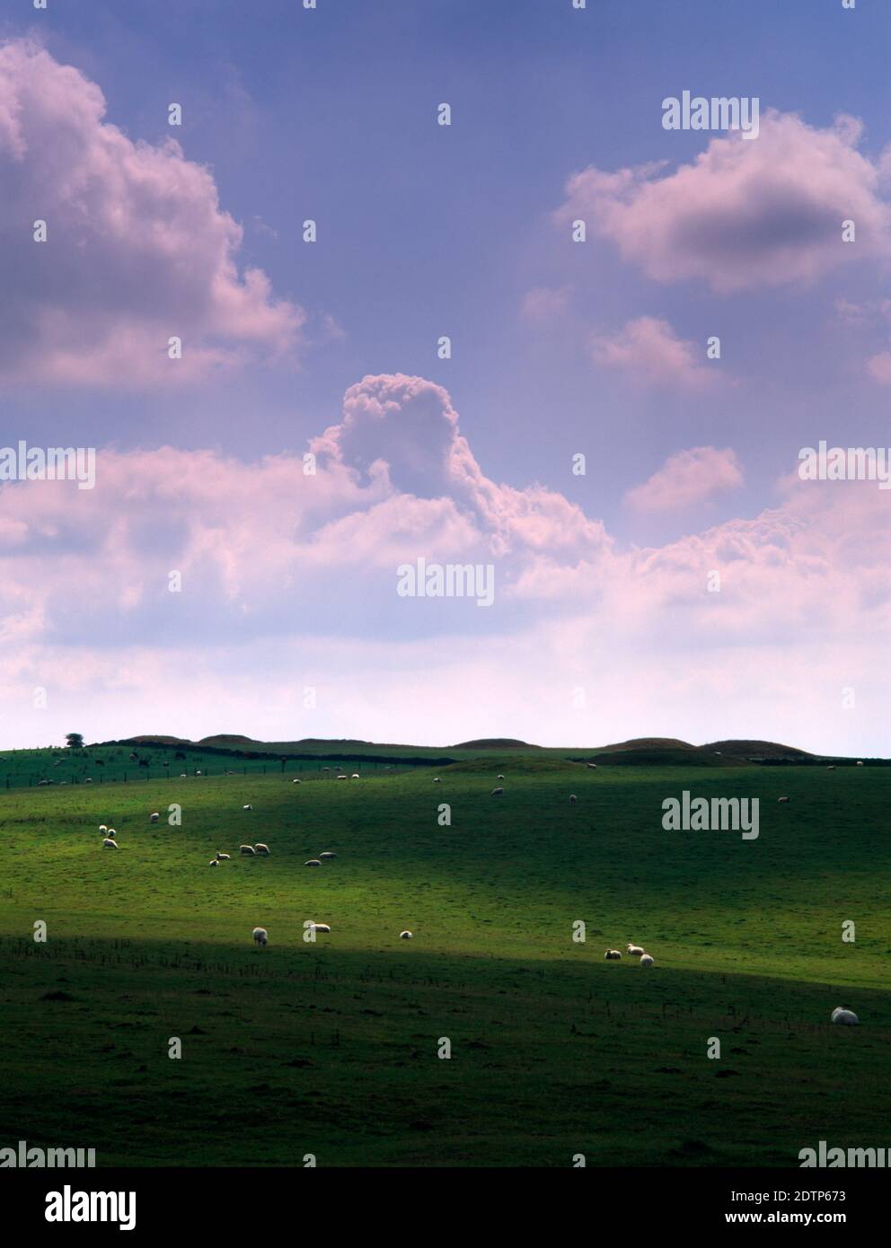 View SE of Priddy Nine Barrows, a line of seven Bronze Age round ...