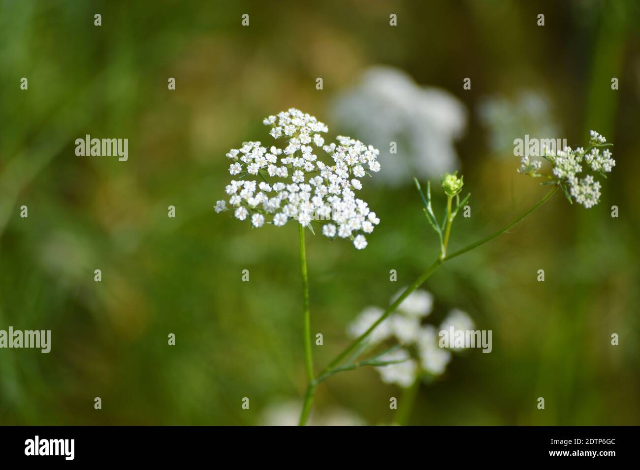 Cumin crop hi-res stock photography and images - Alamy