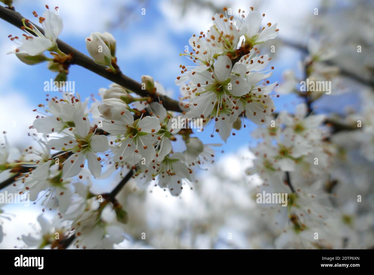Plum mirabelle flowers hi-res stock photography and images - Alamy