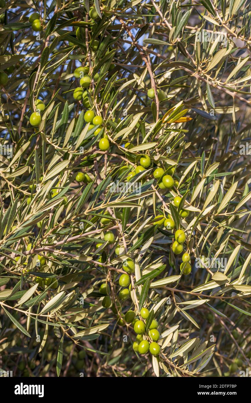 Olea europaea olive tree hi-res stock photography and images - Alamy