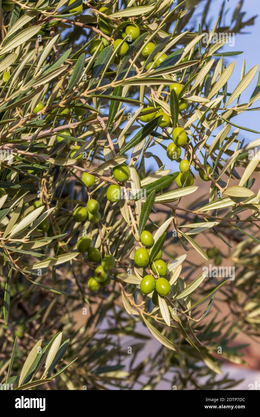 Olea europaea, Olive Tree With Green Olives Stock Photo - Alamy
