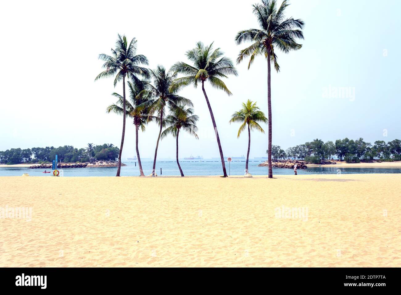 Group of coconut trees on a beautiful beach Stock Photo - Alamy