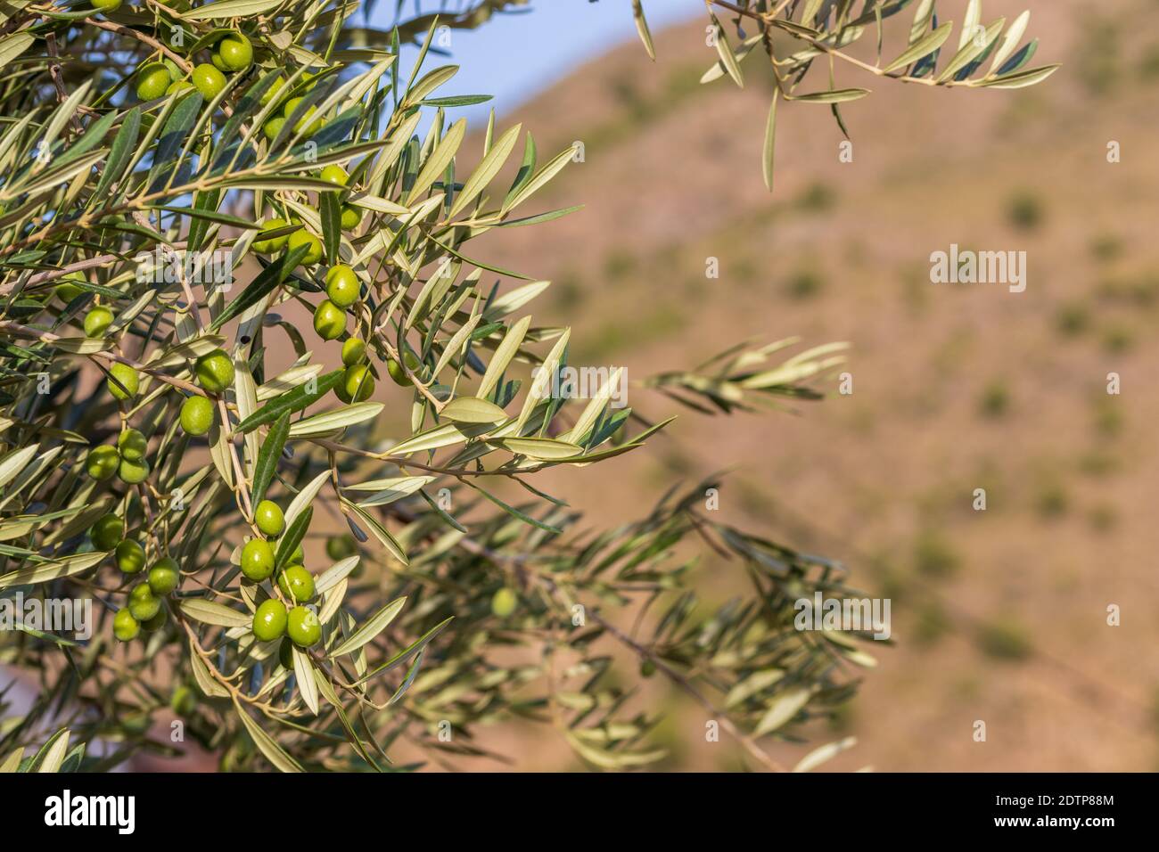 Olea europaea, Olive Tree With Green Olives Stock Photo - Alamy