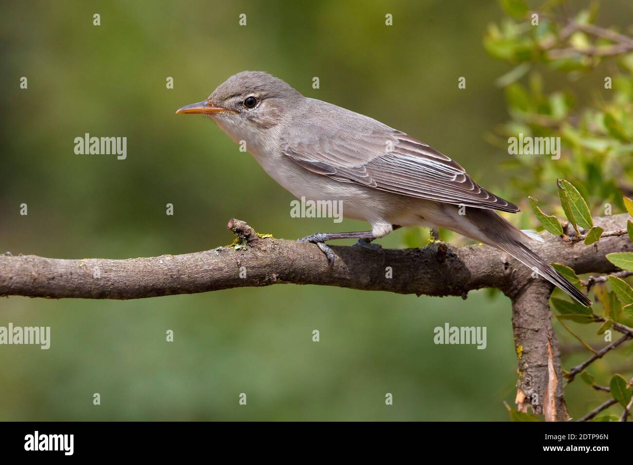 Olive-tree Warbler in Turkey Stock Photo - Alamy