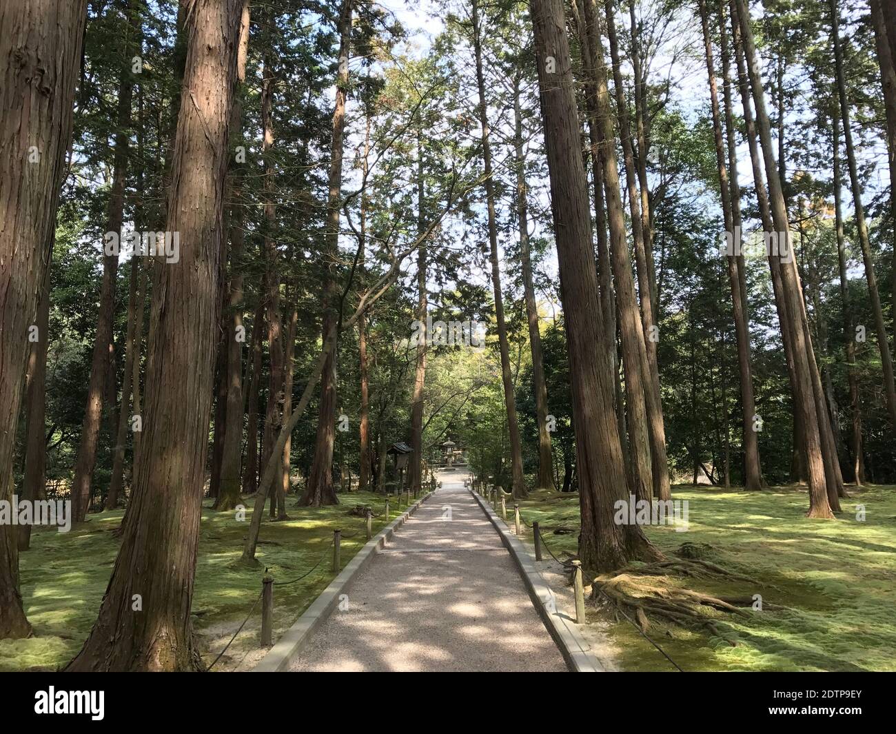 Oji tree hi-res stock photography and images - Alamy