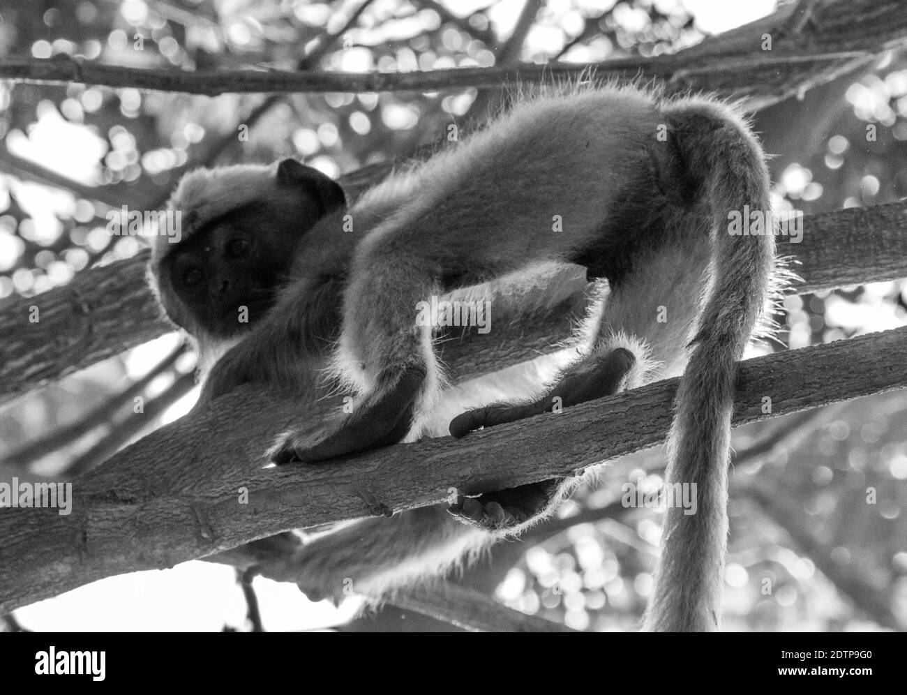 Monkey side view Black and White Stock Photos & Images - Alamy