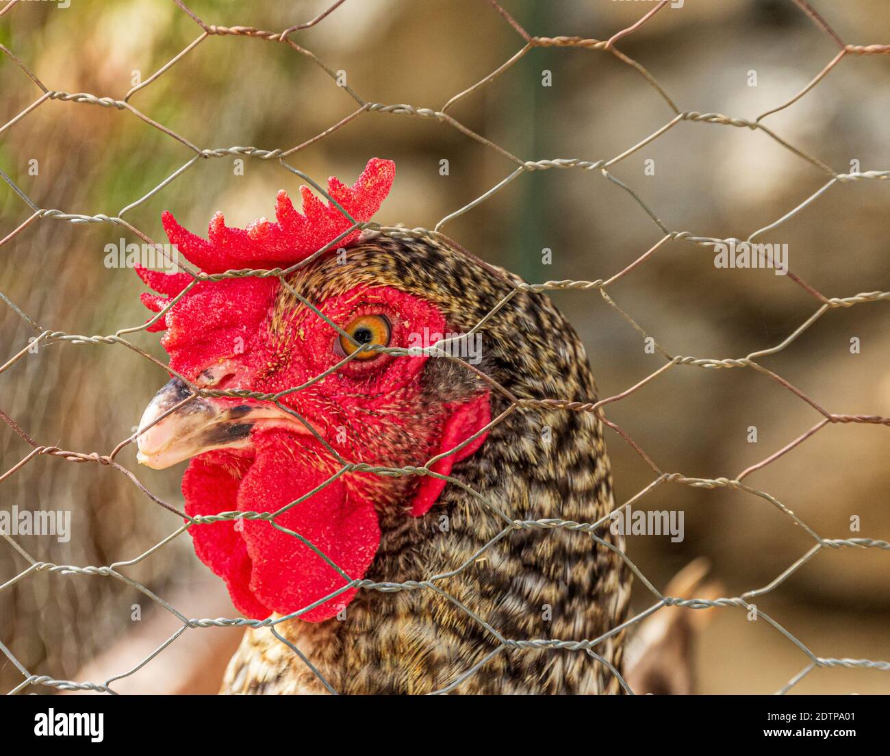 Gallus g hi-res stock photography and images - Alamy