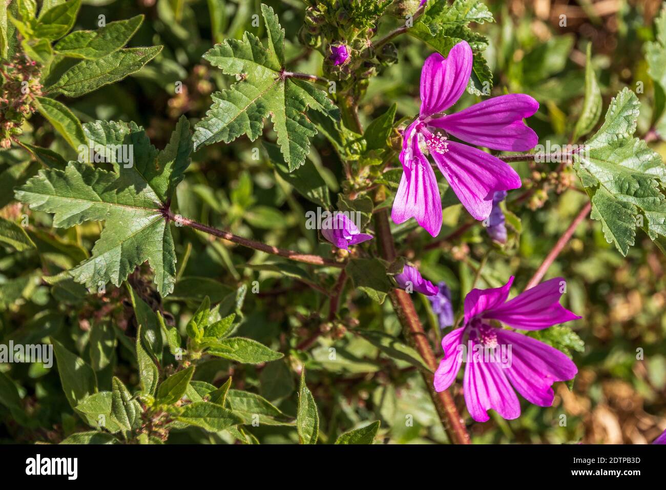 Malva sylvestris, Common Mallow Plant in Flower Stock Photo - Alamy