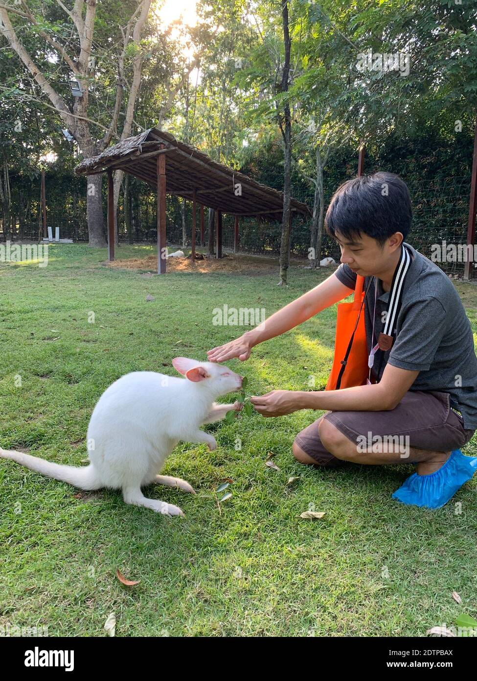Mid length rooster hi-res stock photography and images - Alamy