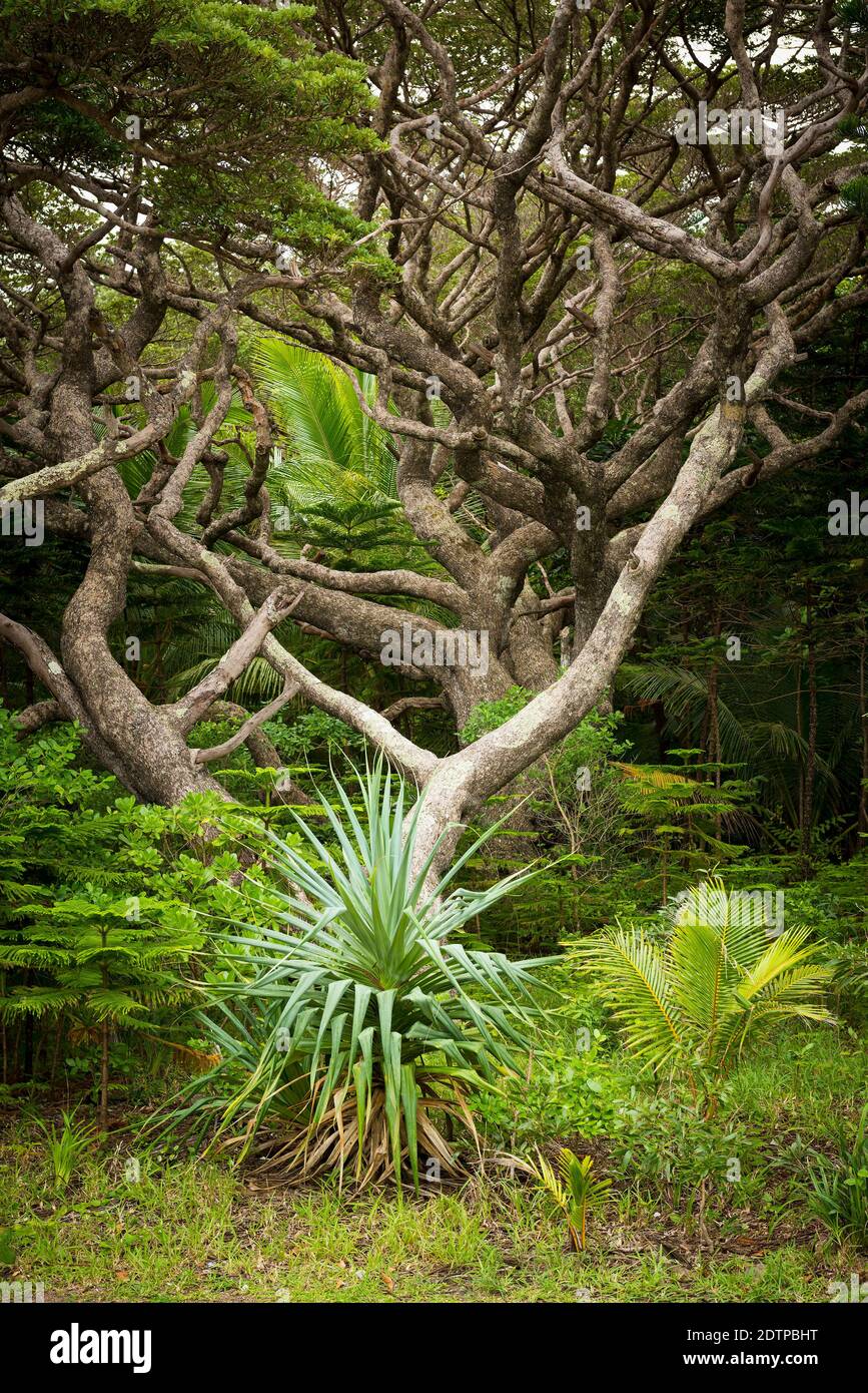 Rainforest of new caledonia hi-res stock photography and images - Alamy