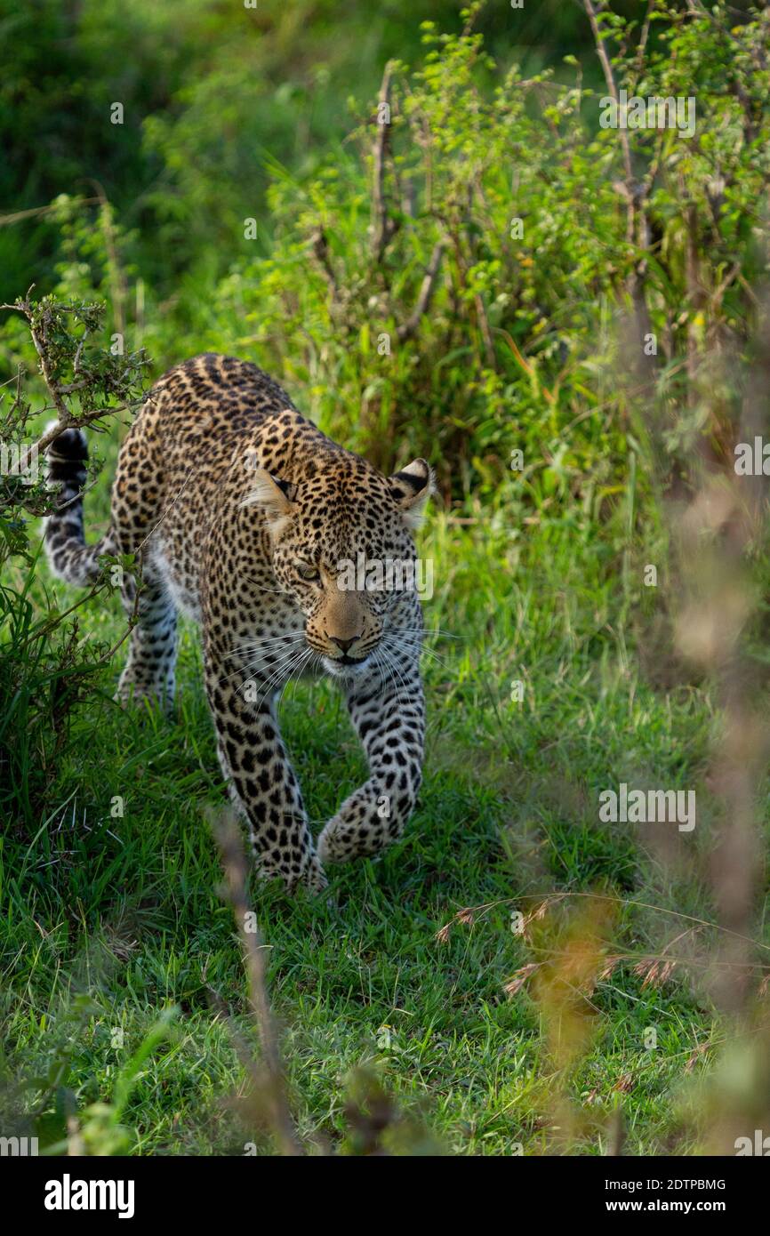 Regal cheetah hi-res stock photography and images - Alamy