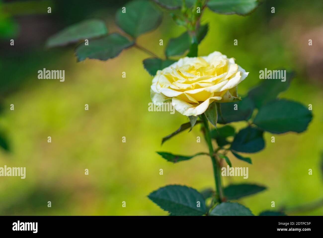 Miniature in romance of the rose hi-res stock photography and images ...