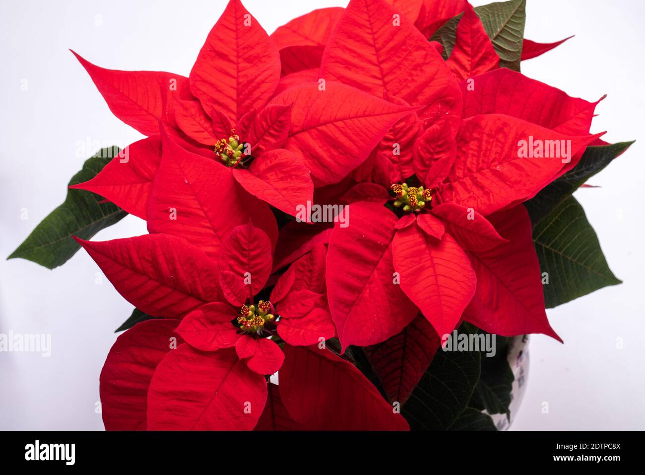 The poinsettia red flowers. The Flower of the Christmas Stock Photo - Alamy