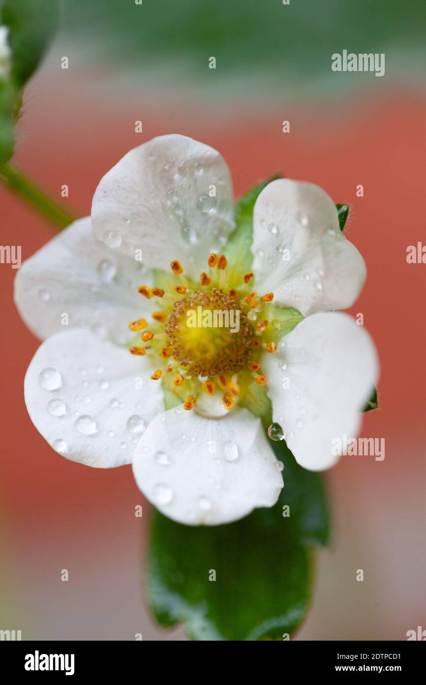 Pear flowers. Spring, nature wallpaper. Pear color in the garden ...