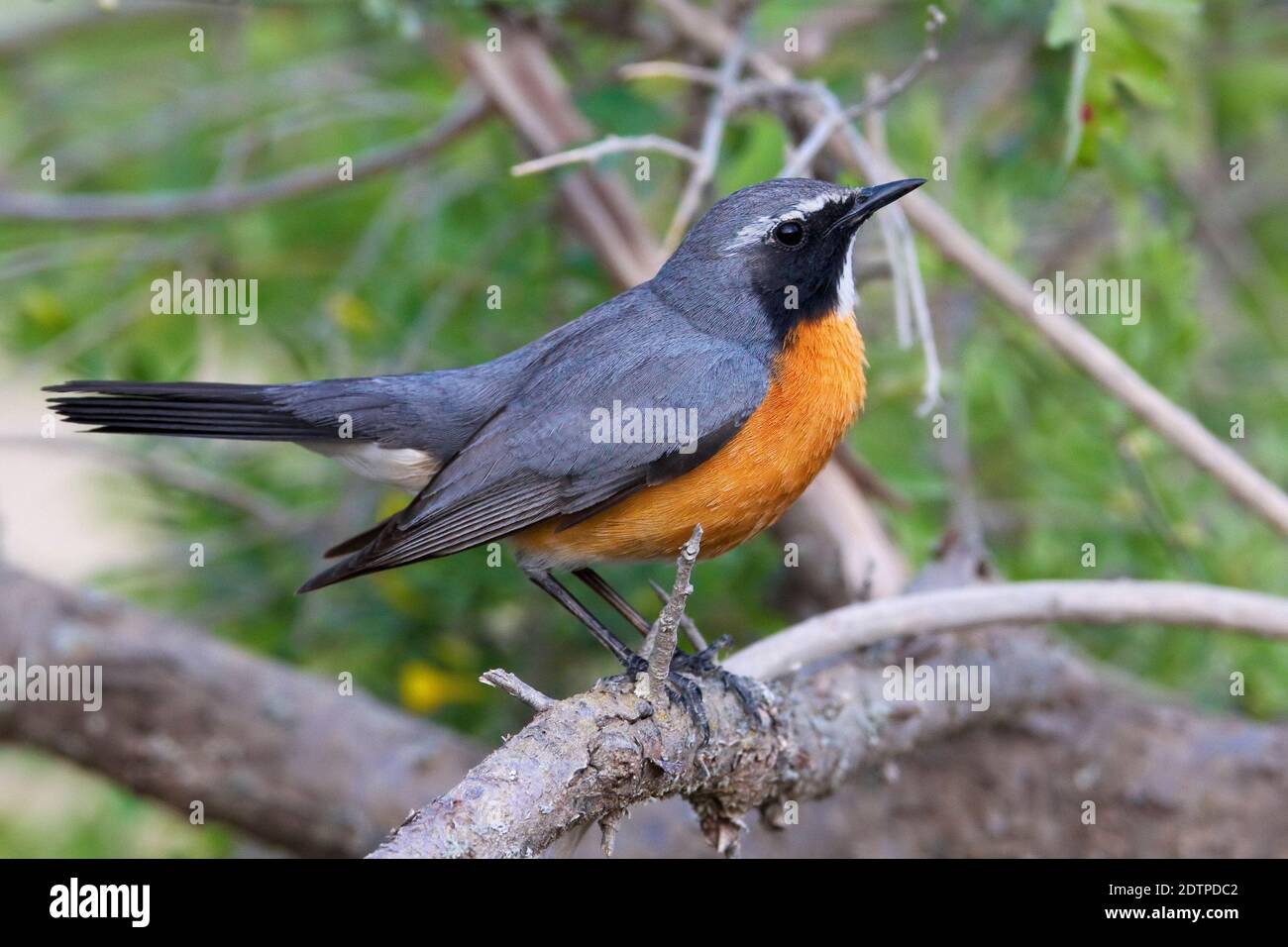 Male White-throated Robin in Turkey Stock Photo - Alamy