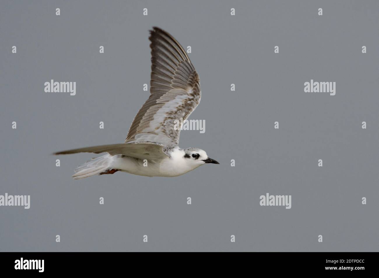 Winter plumaged White-winged Black Tern wintering in Oman Stock Photo ...