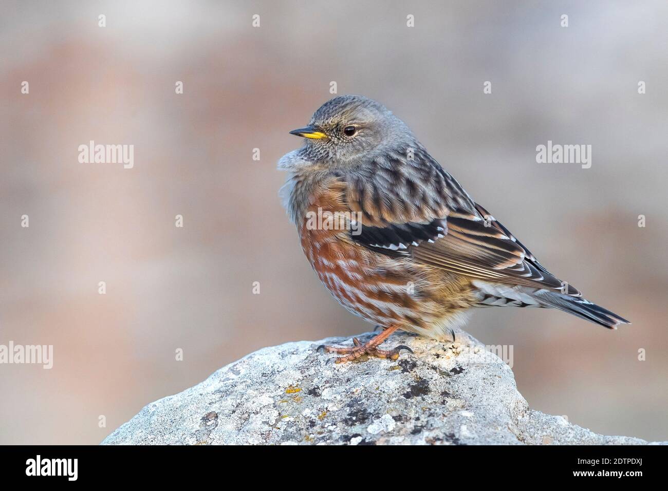 Alpine Accentor, Alpenheggemus, Prunella collaris Stock Photo - Alamy