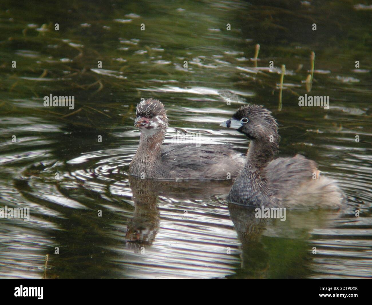 A Young Pied-billed Grebe, Podilymbus podiceps, with adult Stock Photo ...