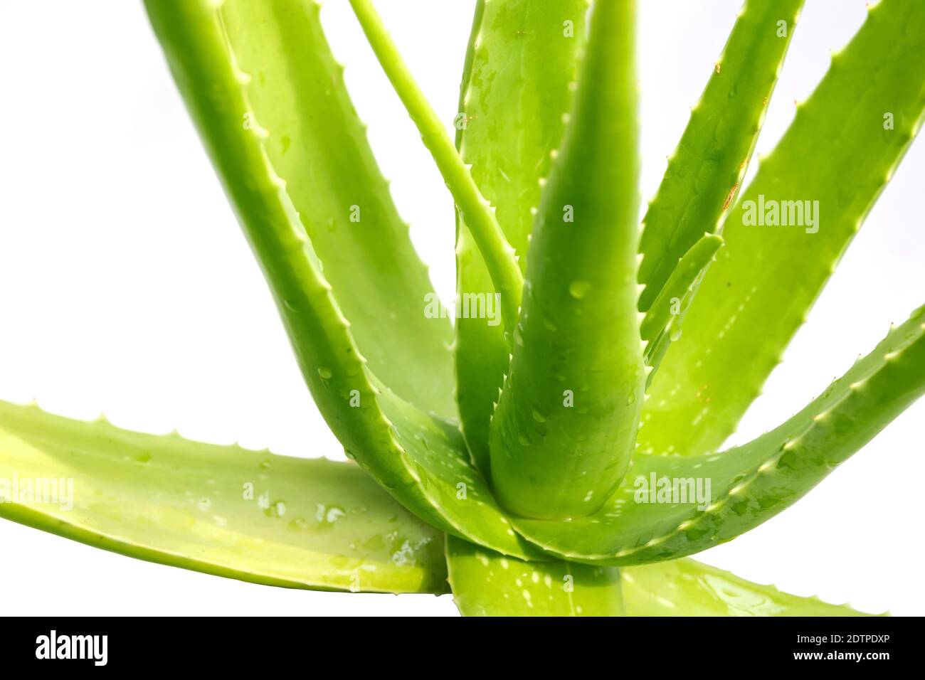 Closeup of fresh green stems of aloe vera Stock Photo - Alamy