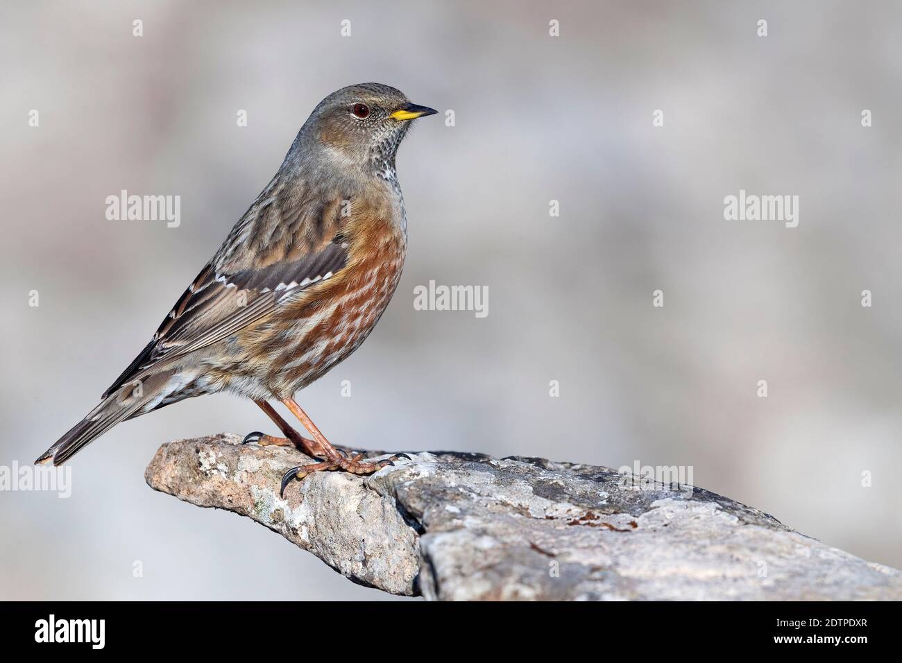 Alpenheggemus High Resolution Stock Photography and Images - Alamy