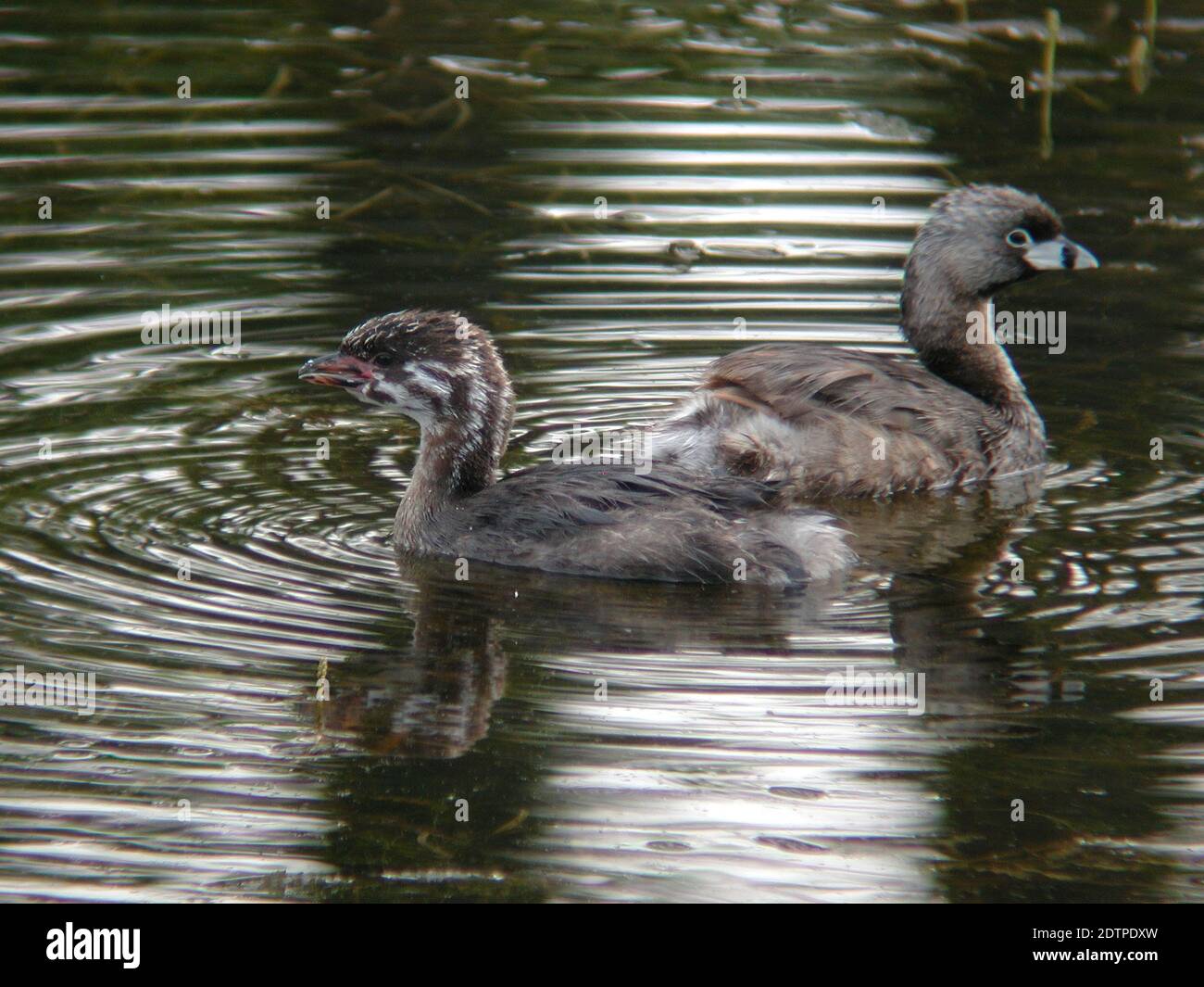 A Young Pied-billed Grebe, Podilymbus podiceps, and adult Stock Photo ...