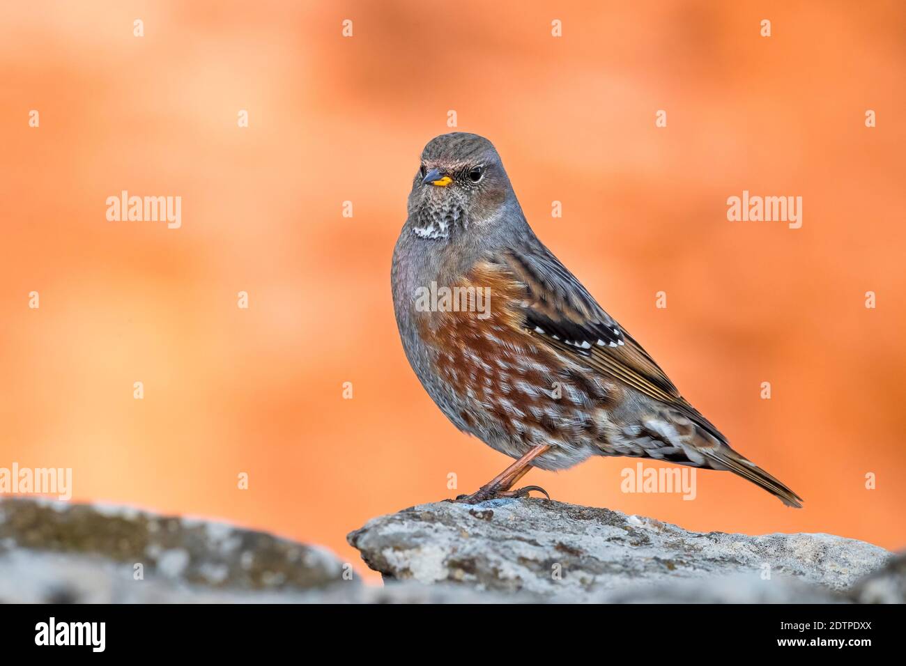 Alpenheggemus hi-res stock photography and images - Alamy