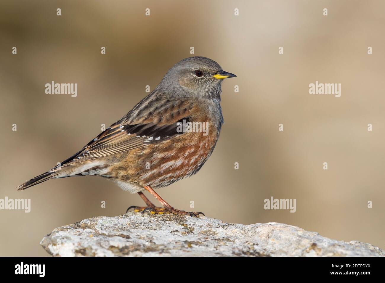 Alpine Accentor, Alpenheggemus, Prunella collaris Stock Photo - Alamy