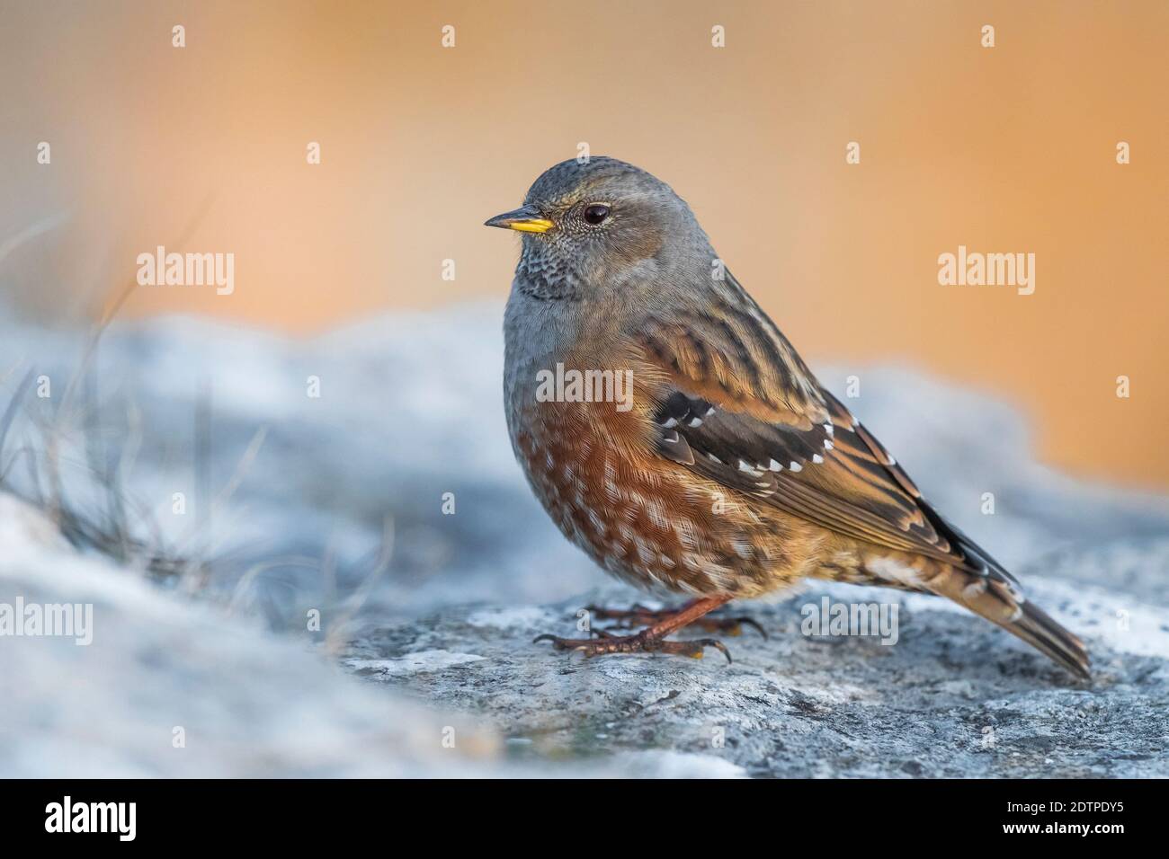 Alpine Accentor, Alpenheggemus, Prunella collaris Stock Photo - Alamy