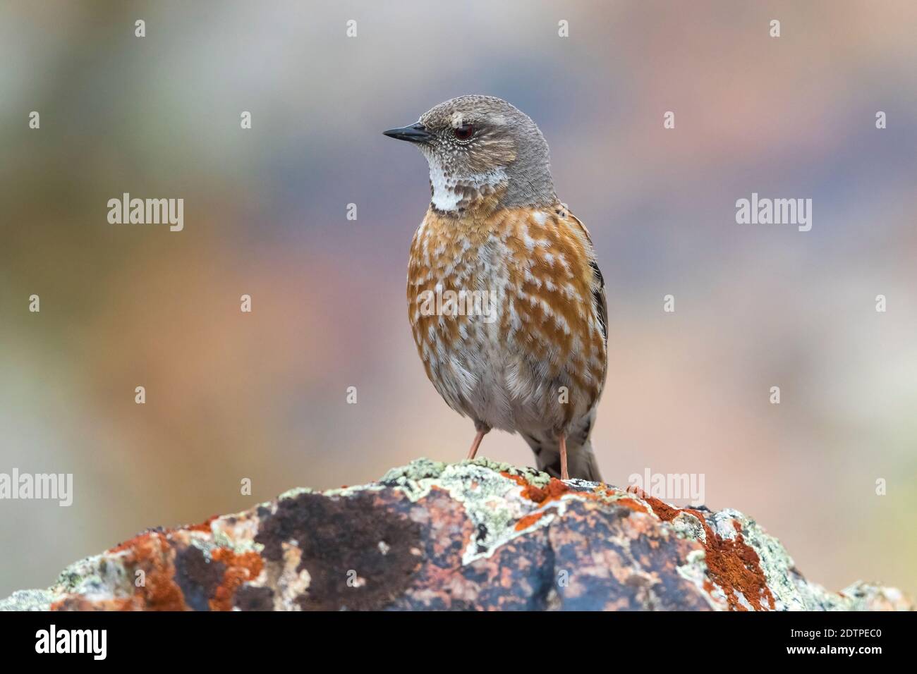 Prunella himalayana hi-res stock photography and images - Alamy