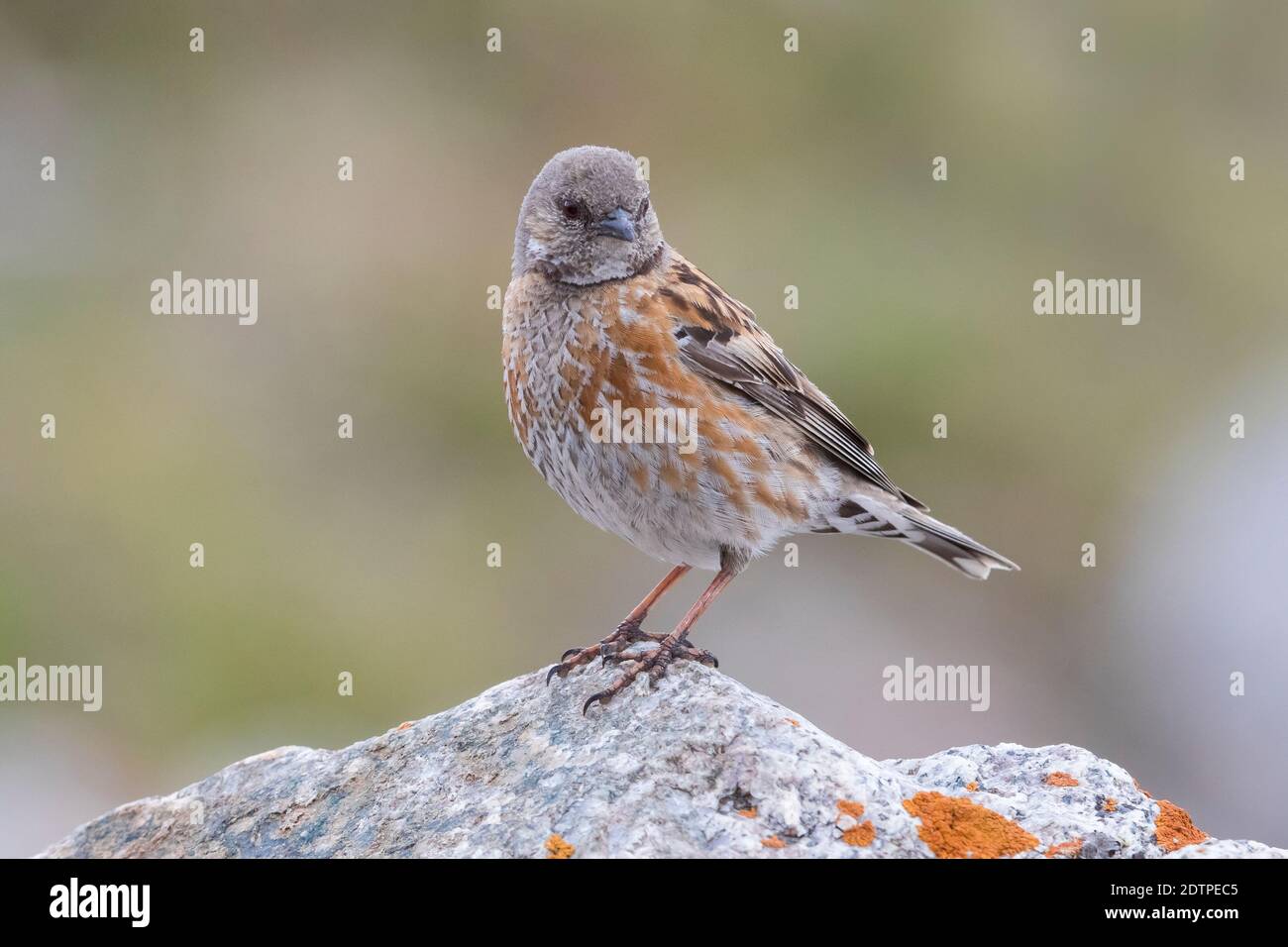 Prunella himalayana hi-res stock photography and images - Alamy
