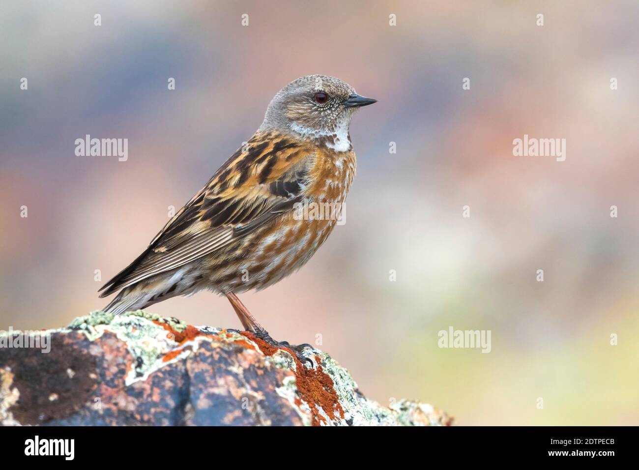 Altai Accentor; Himalayan Accentor; Prunella himalayana Stock Photo - Alamy