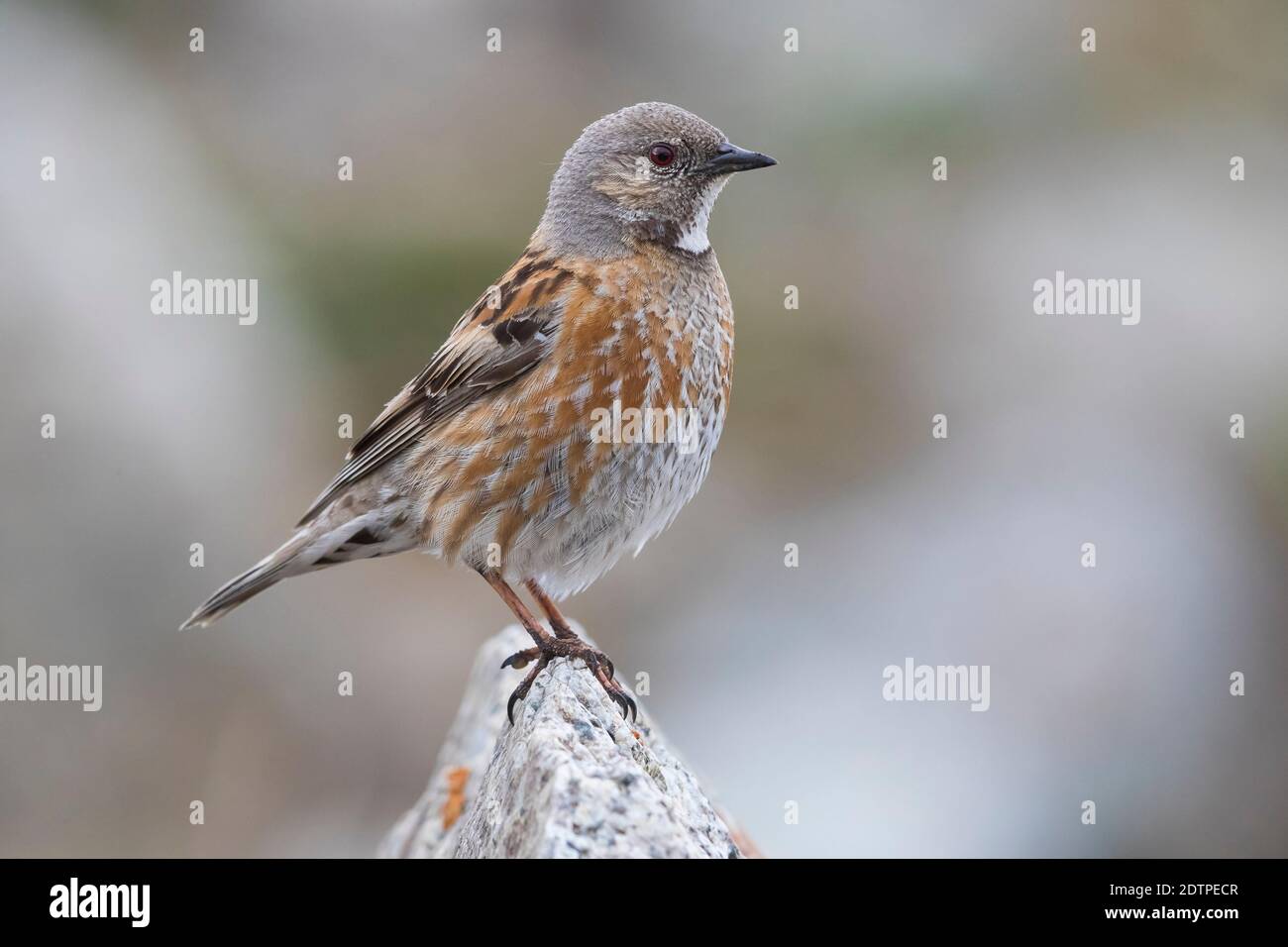 Altai Accentor; Himalayan Accentor; Prunella himalayana Stock Photo - Alamy