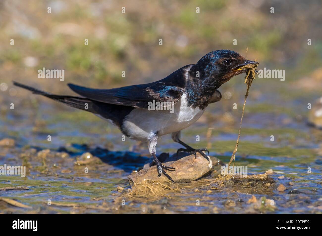 Boerenzwaluw; Barn Swallow; Hirundo rustica Stock Photo - Alamy