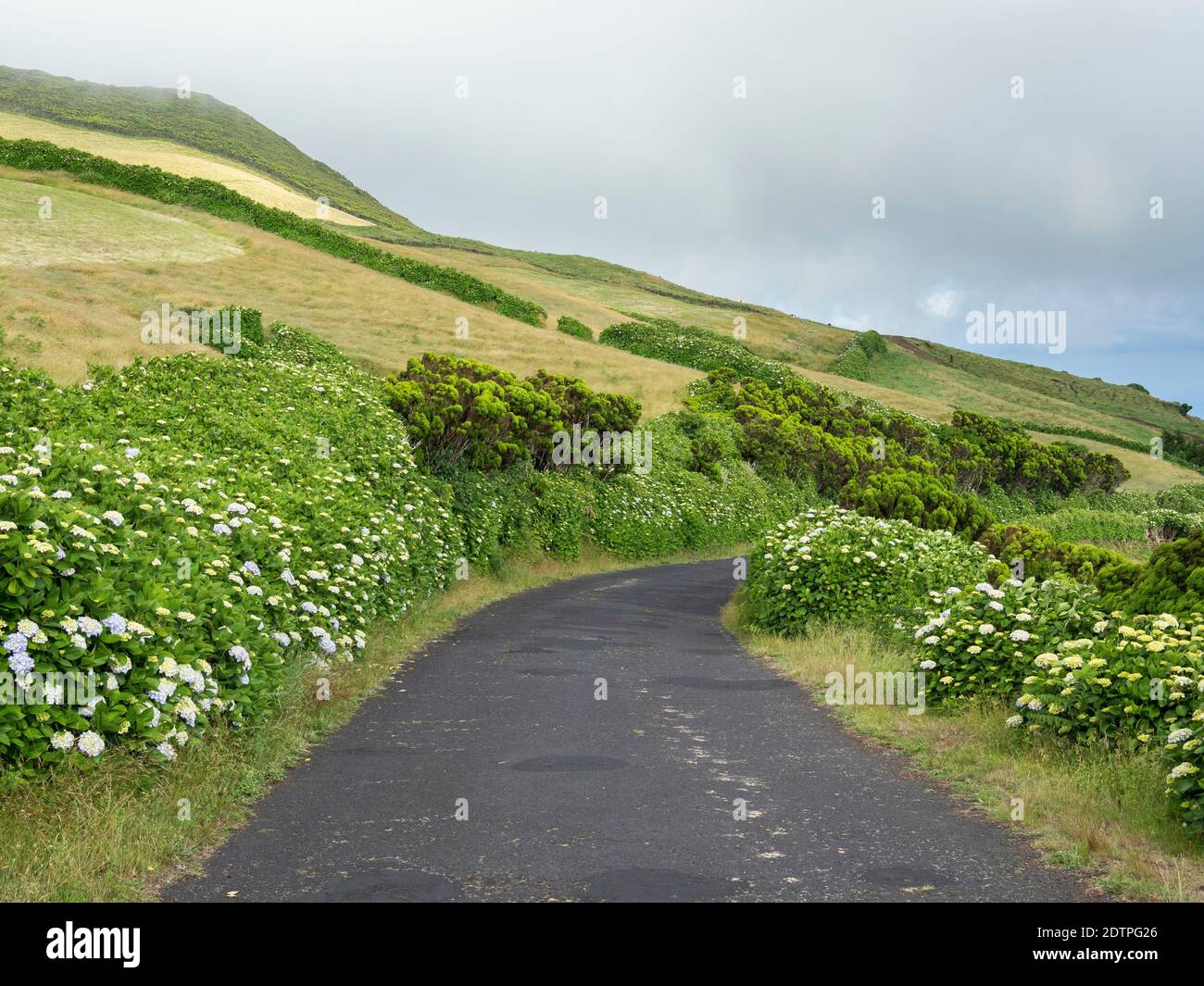 Landscape with hydrangea hedges near Rosais. Sao Jorge Island, an ...