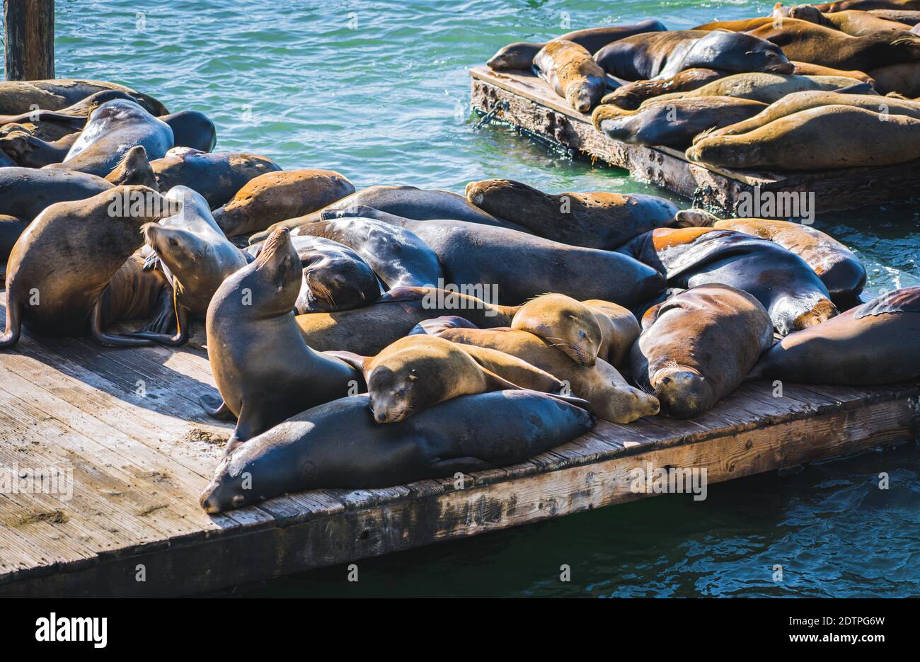 California sea lions on floating hi-res stock photography and images ...