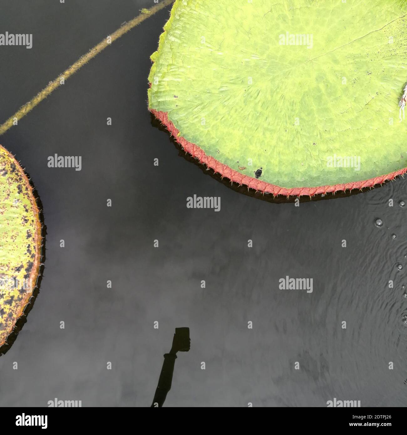 Cross section water lily leaf hi-res stock photography and images - Alamy