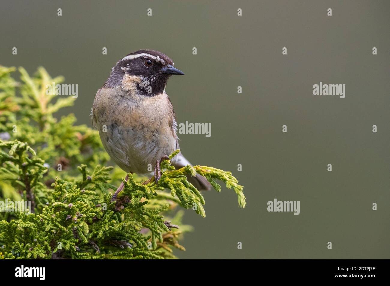 Black-throated Accentor; Prunella atrogularis huttoni Stock Photo - Alamy