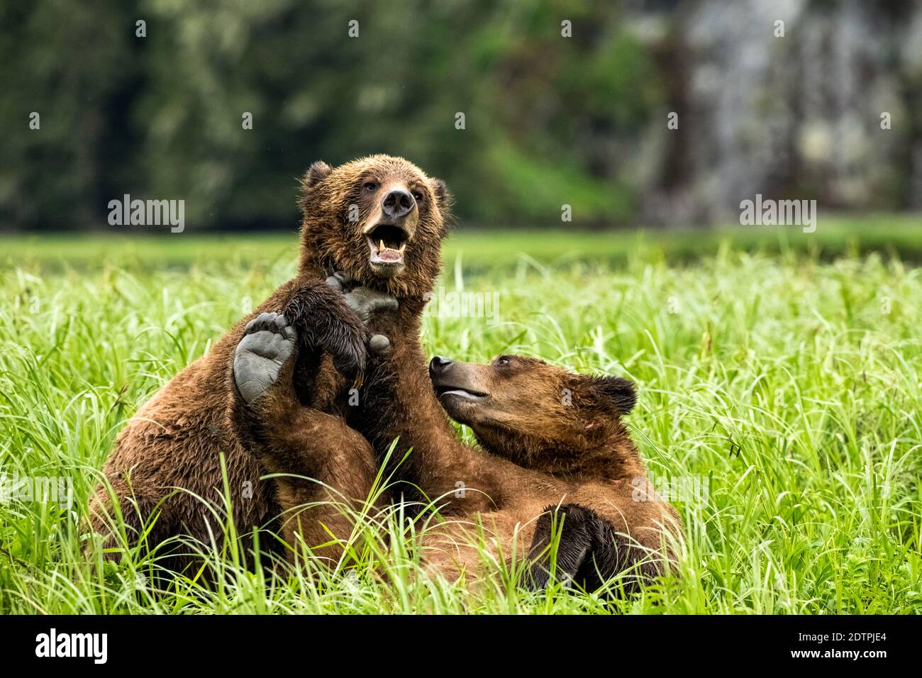 A selective focus shot of two grizzly bears play together in ...