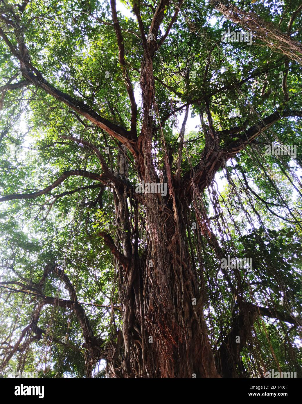 Banyan tree canopy hi-res stock photography and images - Alamy