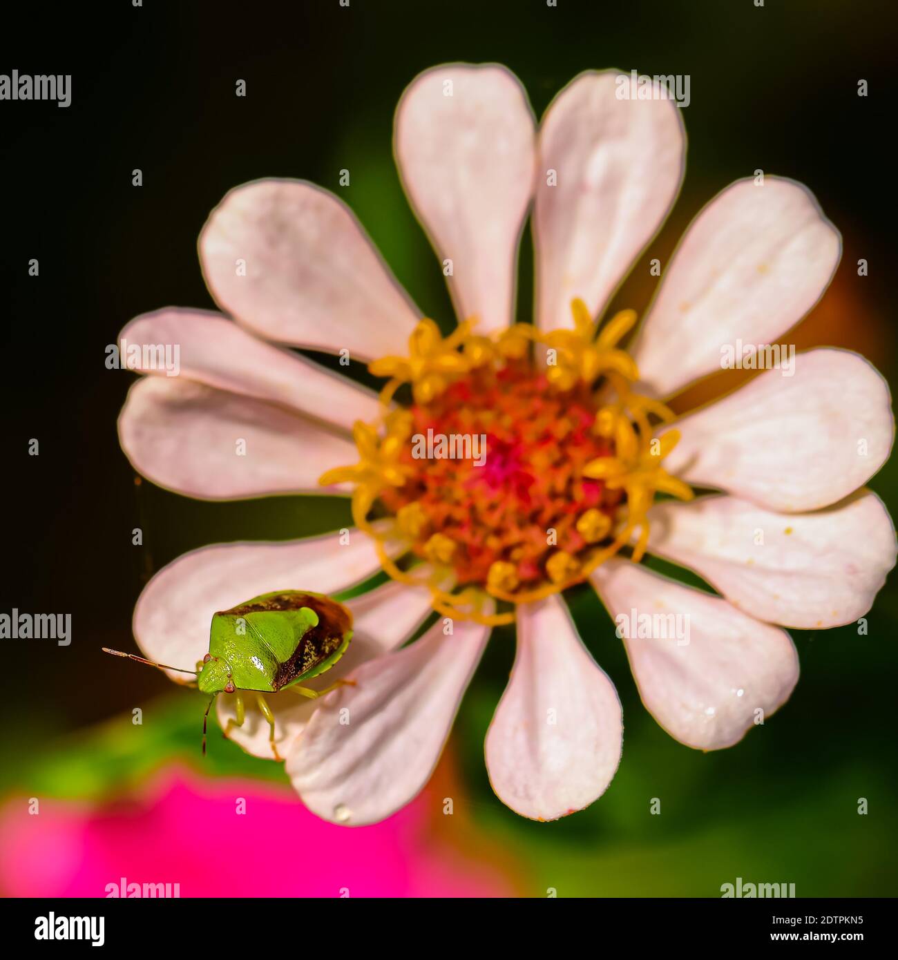 Selective focus Macro image of a green stink bug from top siting on the ...