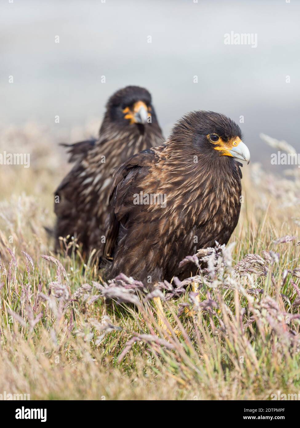 Adult, with typical yellow skin in face. Striated Caracara or Johnny ...