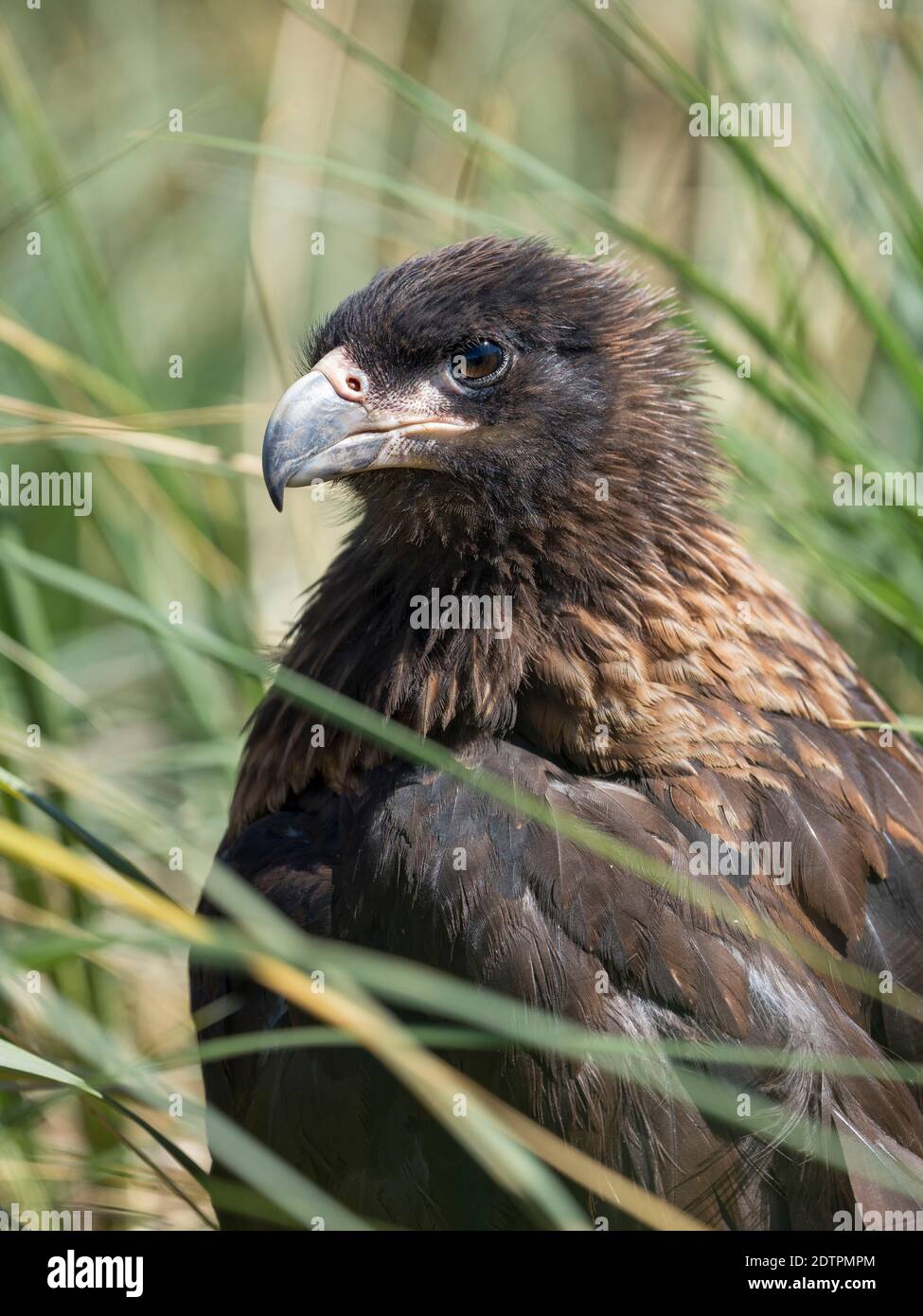 Juvenile with typical pale skin in face. Striated Caracara or Johnny ...